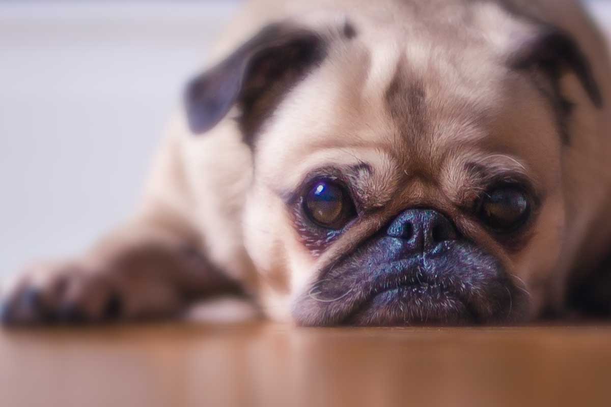 People Are Loving This Dog Who Goes Woof Woof